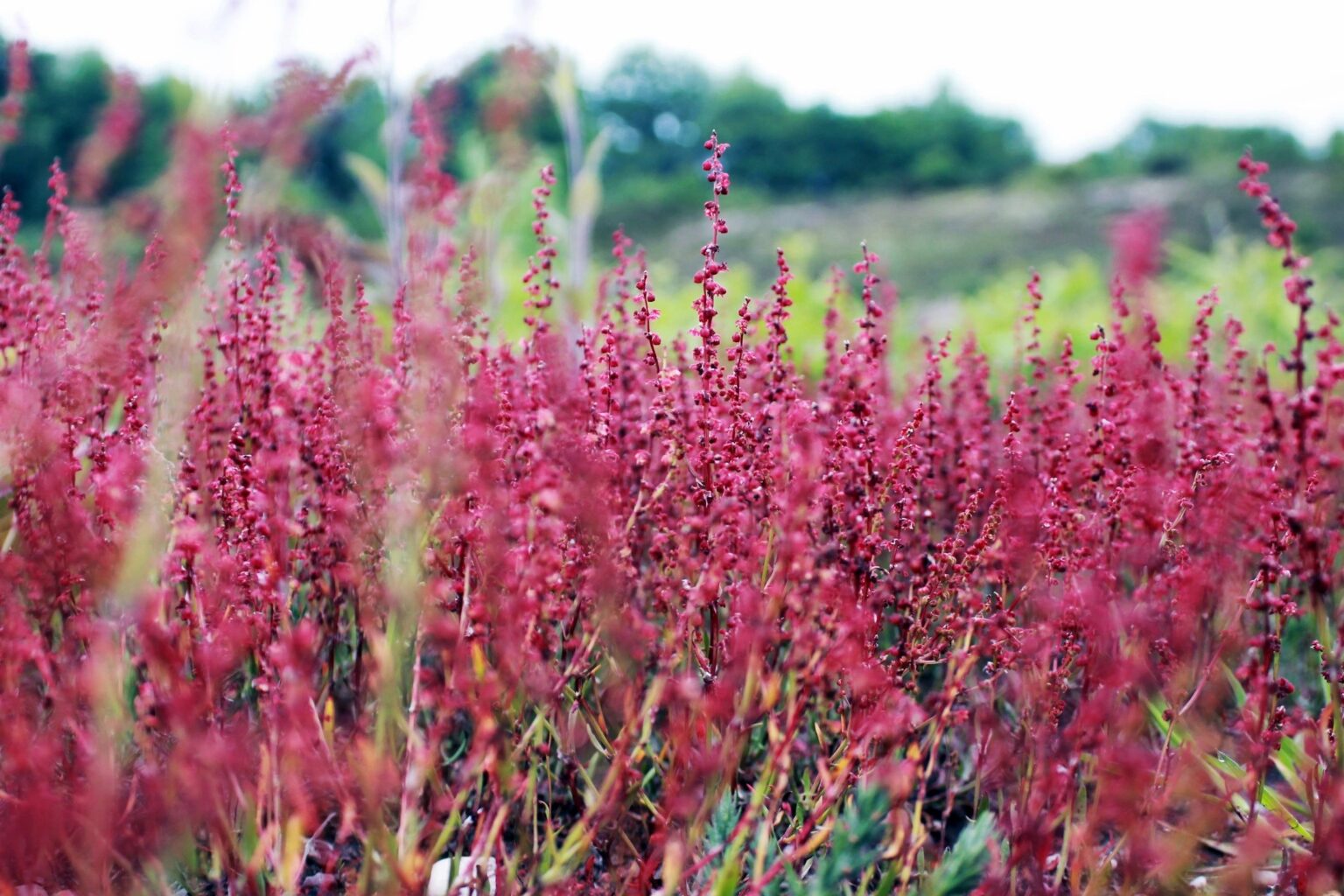 Flourish: How to Thrive and Grow in Your Relationship with God